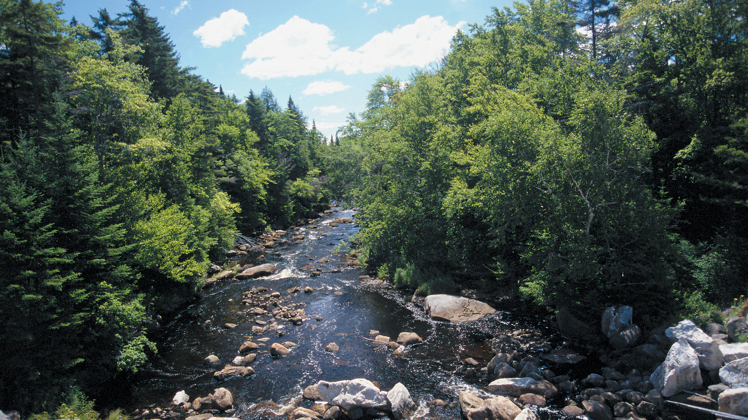 FSC vinder i sammenligning med SFI | Forest Stewardship Council